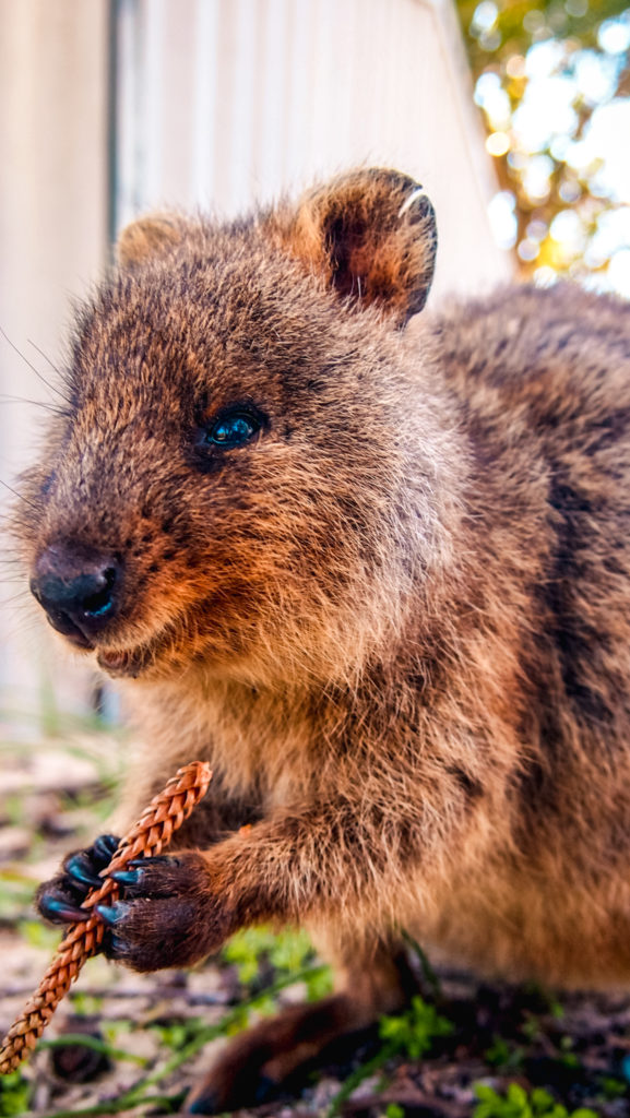 Rottnest Island – home to the happiest animal in the world