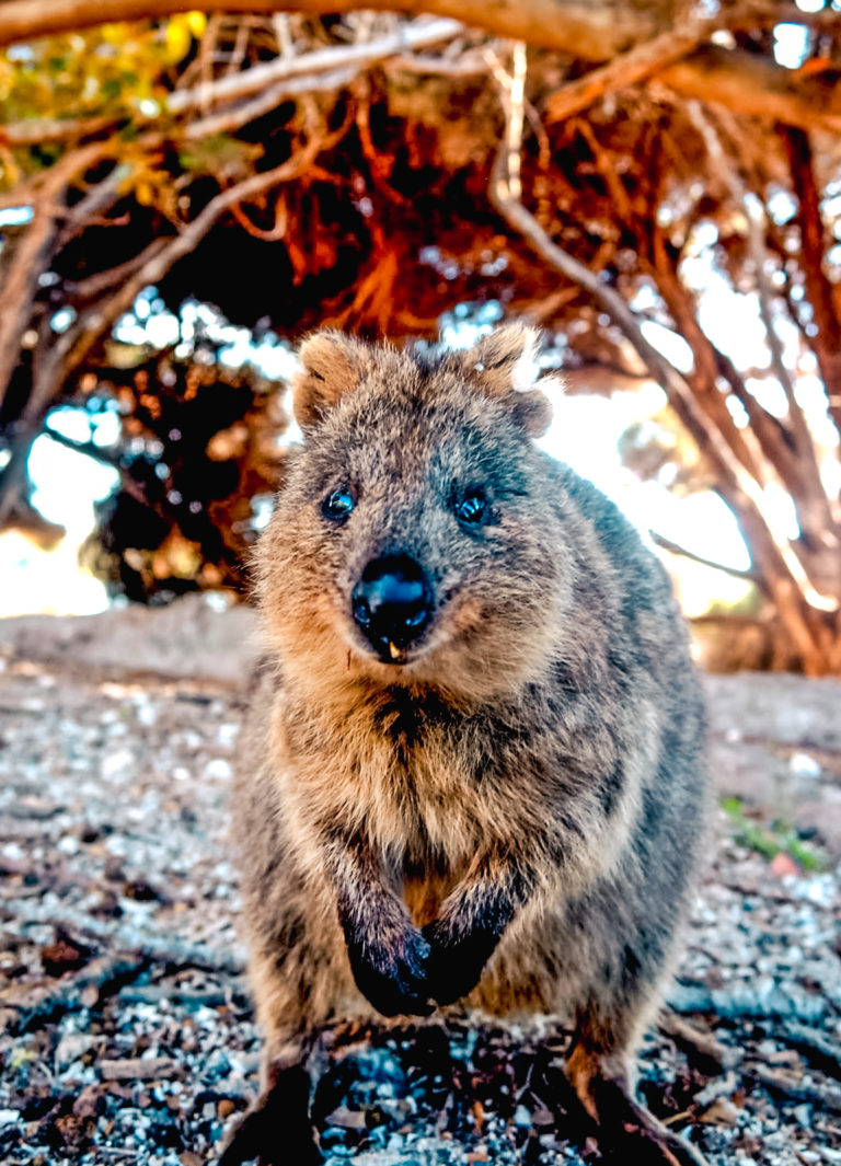 Rottnest Island – home to the happiest animal in the world